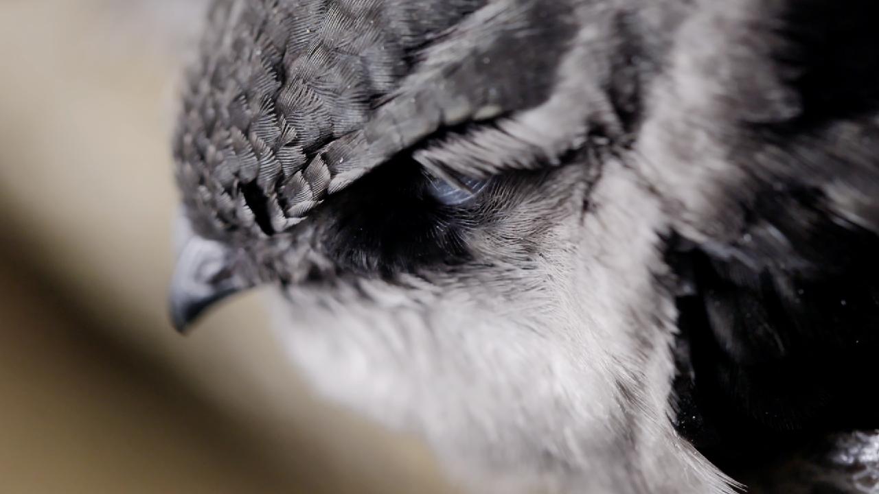 Journeys in Nature: Shennongjia series | Episode 9: Himalayan Swiftlet ...