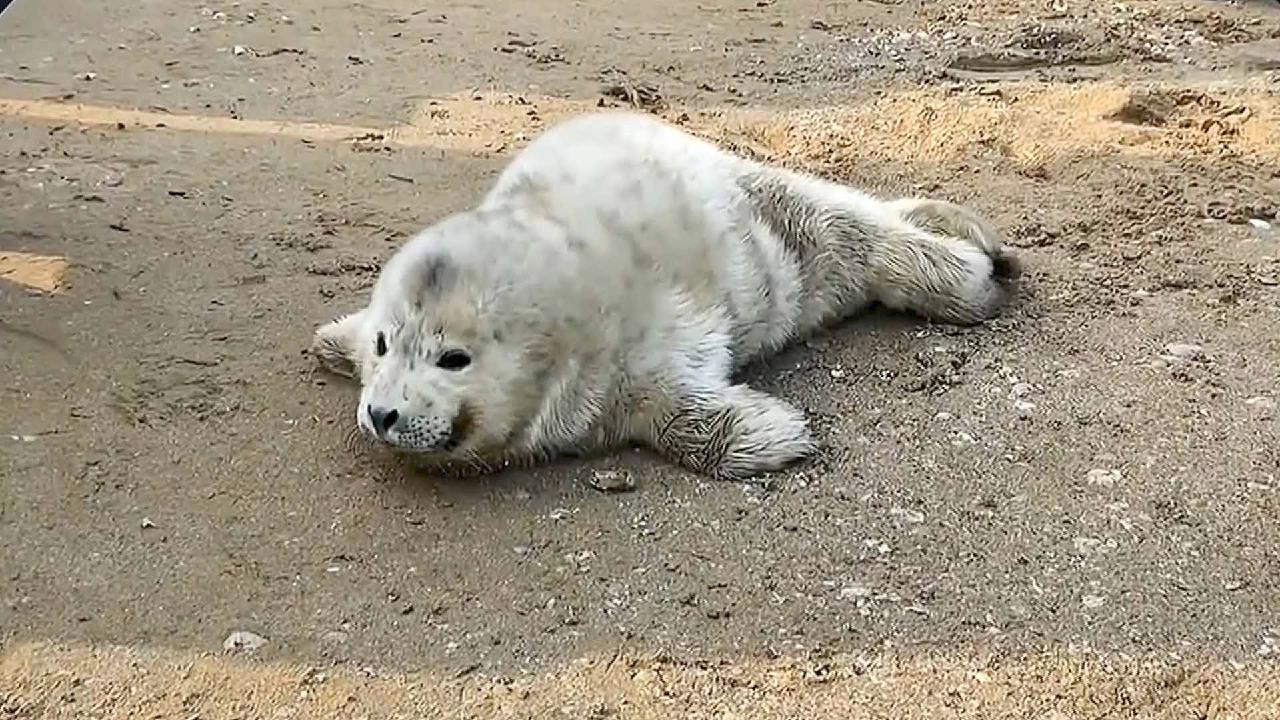 Rarely-seen spotted seal pup rescued in East China - CGTN