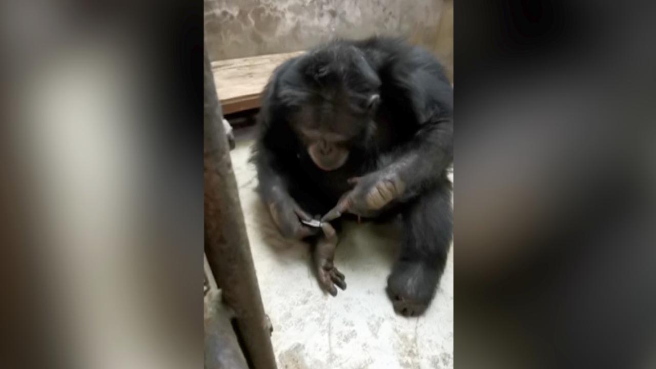 Celebrity chimp trims own nails, does laundry after observing keepers ...