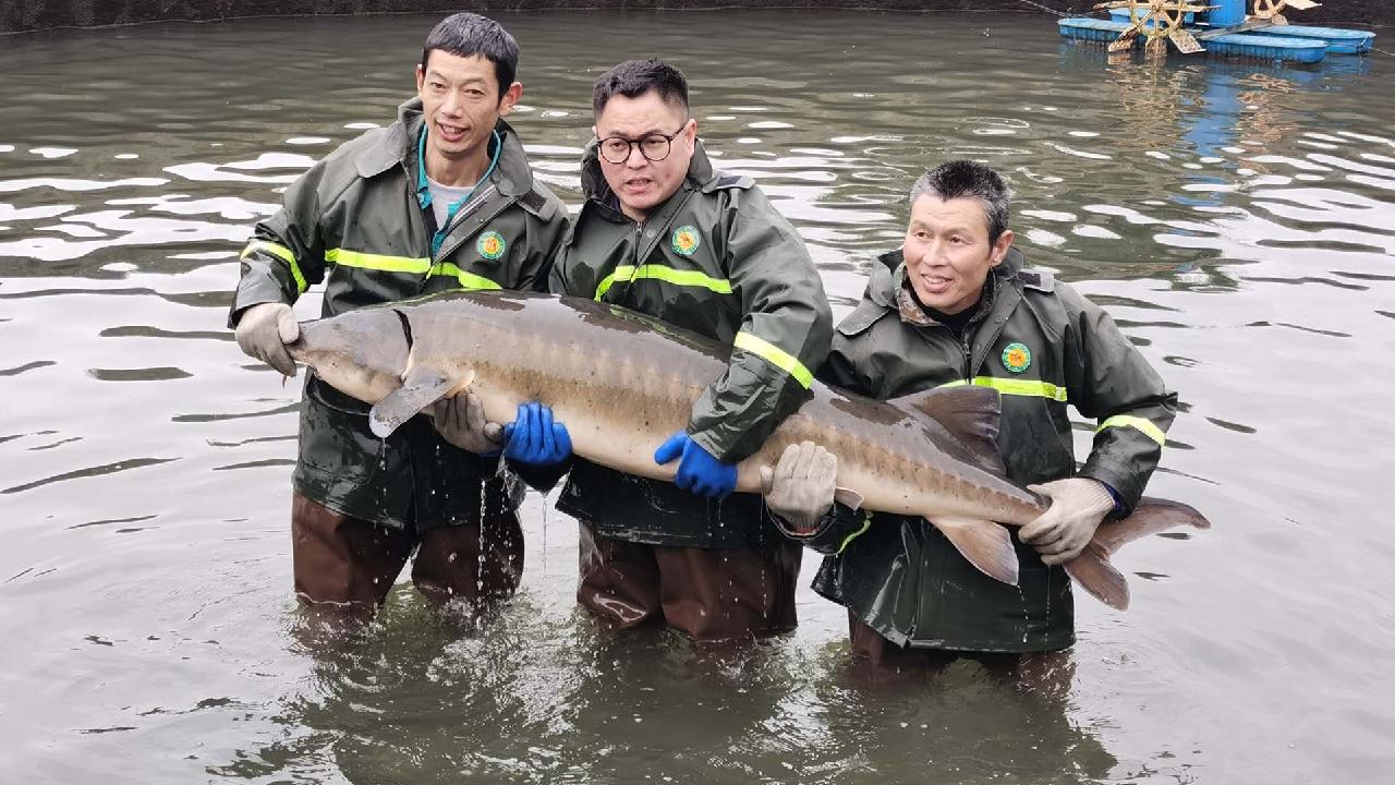 Cutting-edge tech helps fishery in southwest China's Ya'an - CGTN