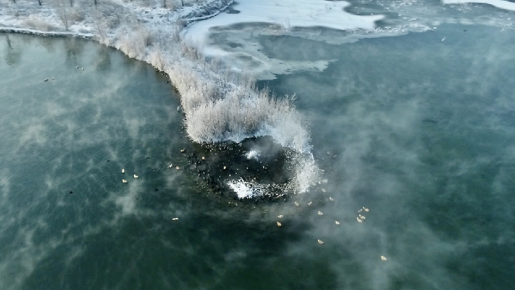 Wild birds enjoy hot spring during cold snap in N China - CGTN