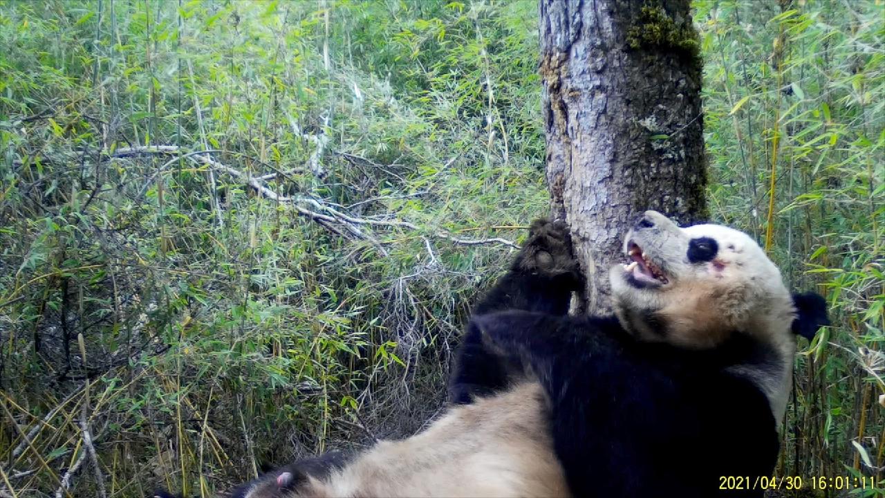 Fight for love: Injured male panda is recorded in the wild - CGTN