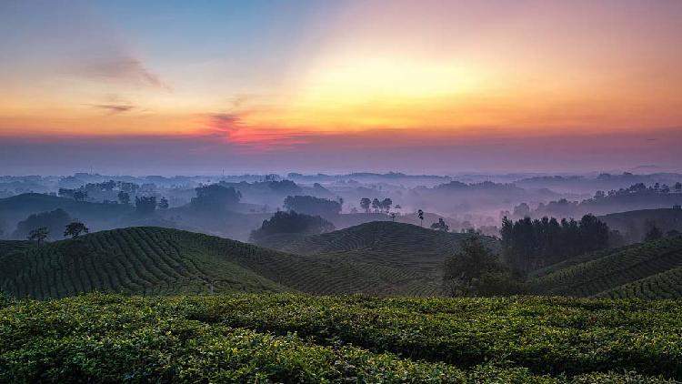 Bird's eye view of Henan: Birthplace of 'best tea in the world' - CGTN