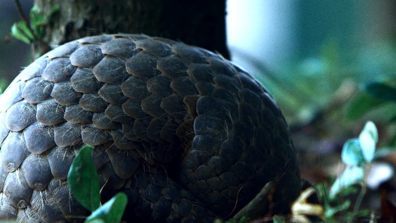 Southern Lingnan series: Chinese Pangolin - CGTN