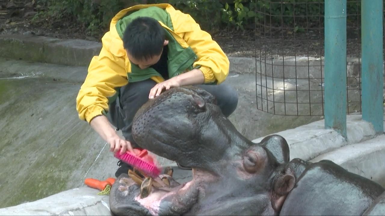 Two-tonne hippo enjoys daily teeth-cleaning service - CGTN