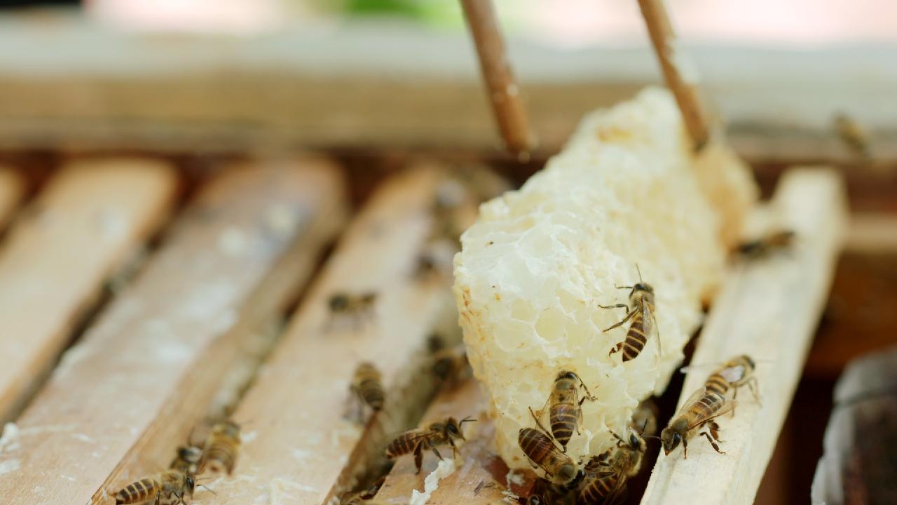 Blue-tailed Bee-eater Series | Ep. 9: A Bee Breeder - CGTN