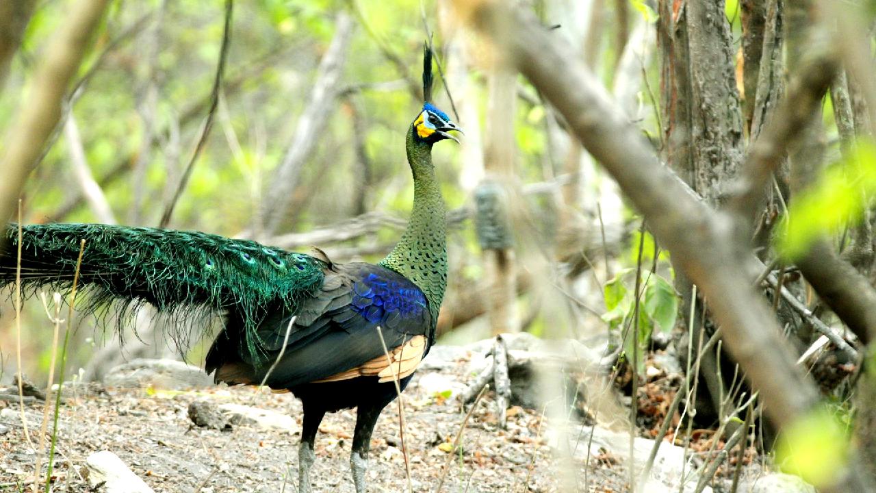 Ailao Mountains Series | Ep. 1 Phoenix at the river - CGTN