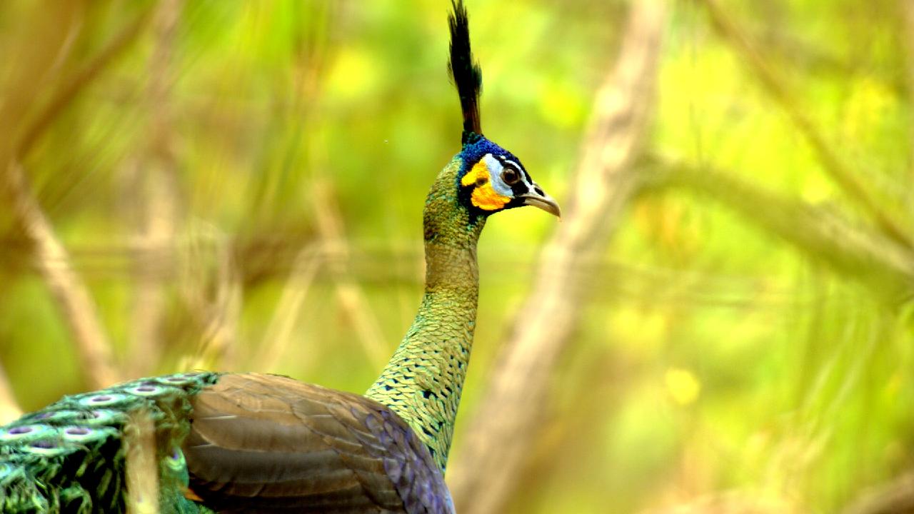 Ailao Mountains Series | Ep. 2: King of Birds - CGTN