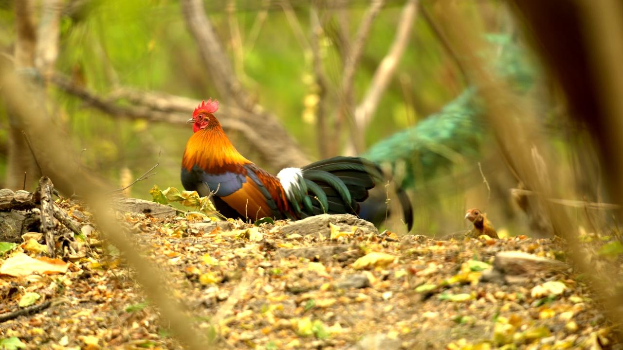 Ailao Mountains Series | Ep. 3: Neighbors in the mountains - CGTN