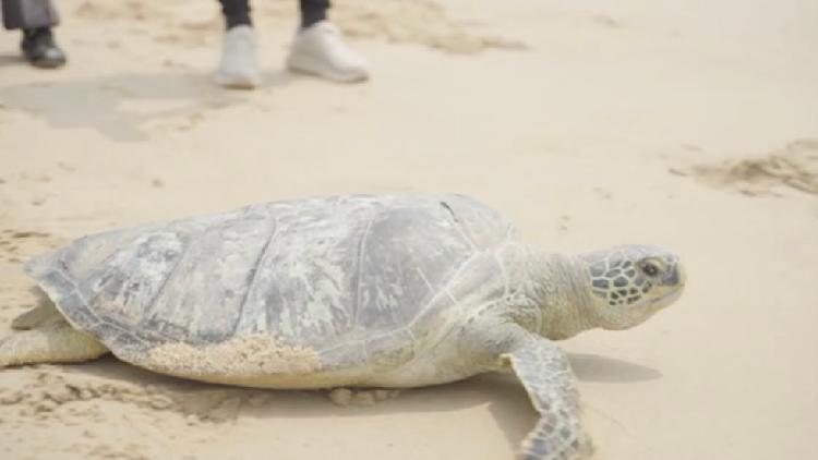 Over 40 wild turtles released into sea in S China - CGTN