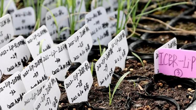 Researchers start breeding 12,000 space seeds returned by Shenzhou-13 ...