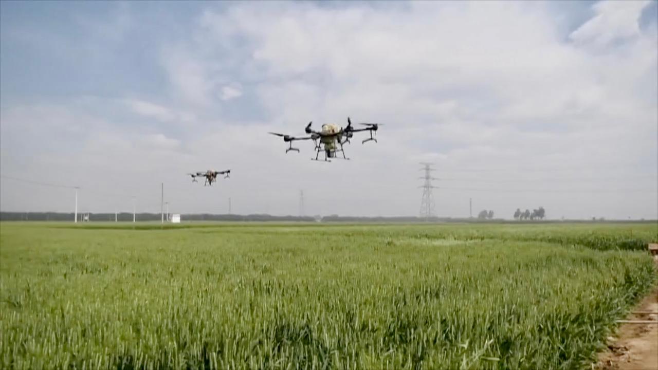 Drones boost pest control to help summer harvest in China - CGTN