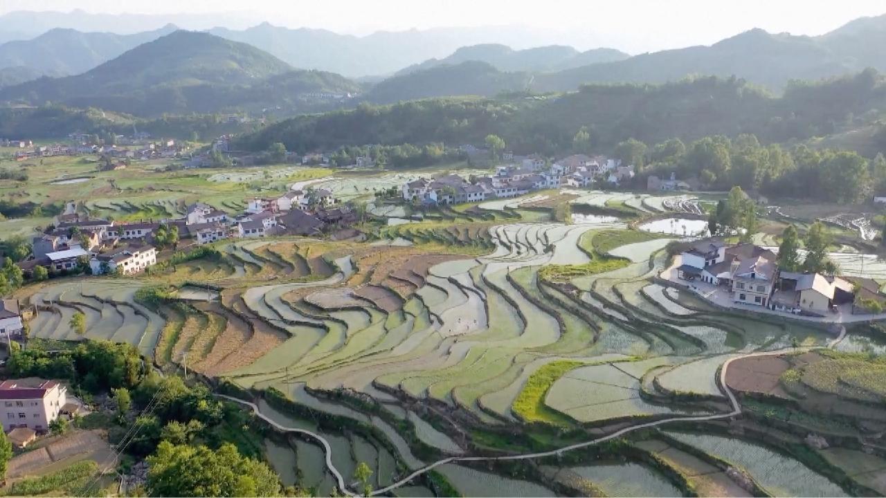 Farmers sow rice in 250-year-old terraced fields in NW China - CGTN