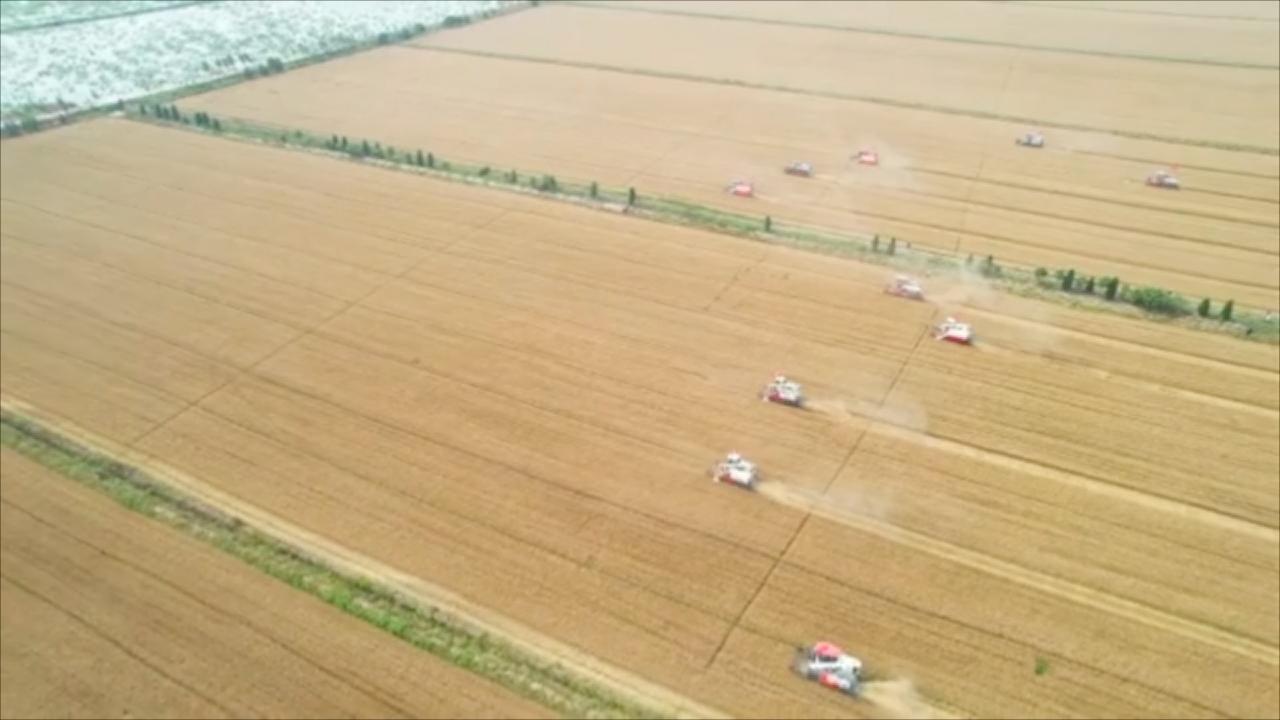 Over 6.73 million hectares of wheat harvested across China - CGTN