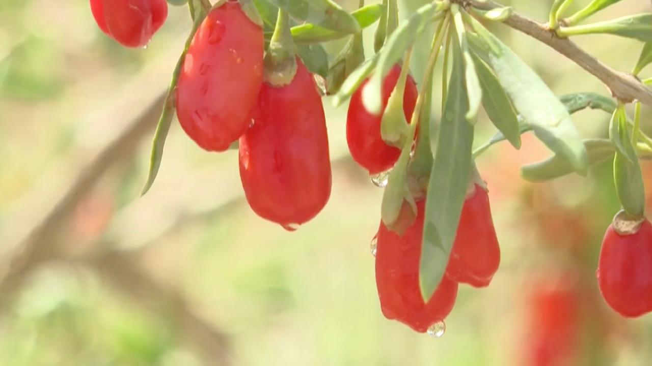 Goji berries enter harvest season in NW China - CGTN