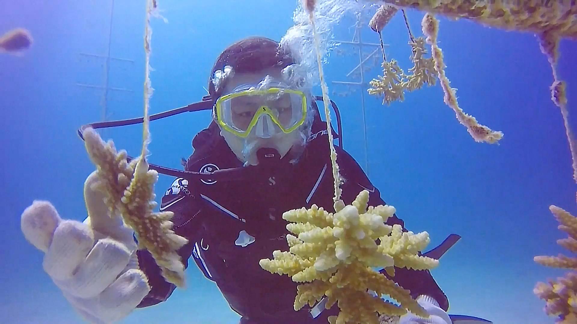 Chinese marine biologist plants corals to restore seabed ecology - CGTN