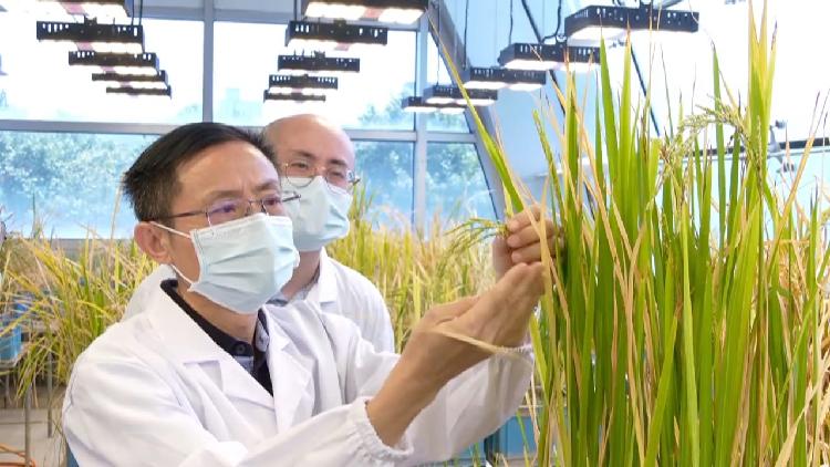 Chinese scientists identify genes enabling more heat-tolerant rice - CGTN