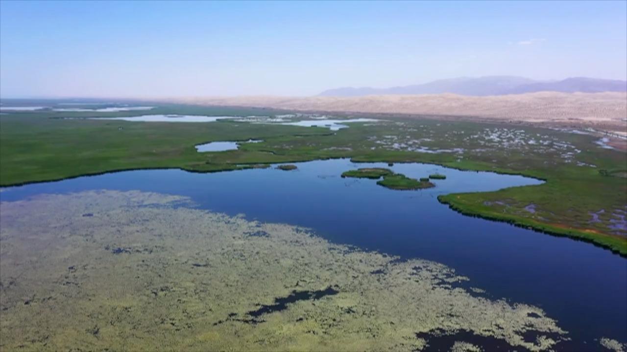Flowering in the desert, water lilies in full bloom in Bosten Lake - CGTN