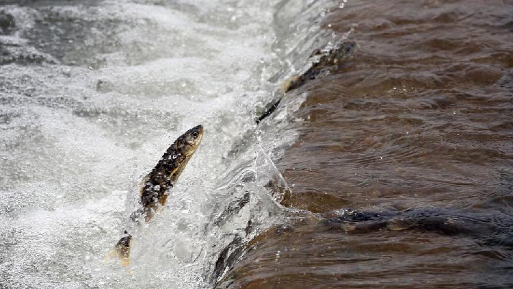 Why locals constructed 'stair-steps' on the riverbed for the fish? - CGTN
