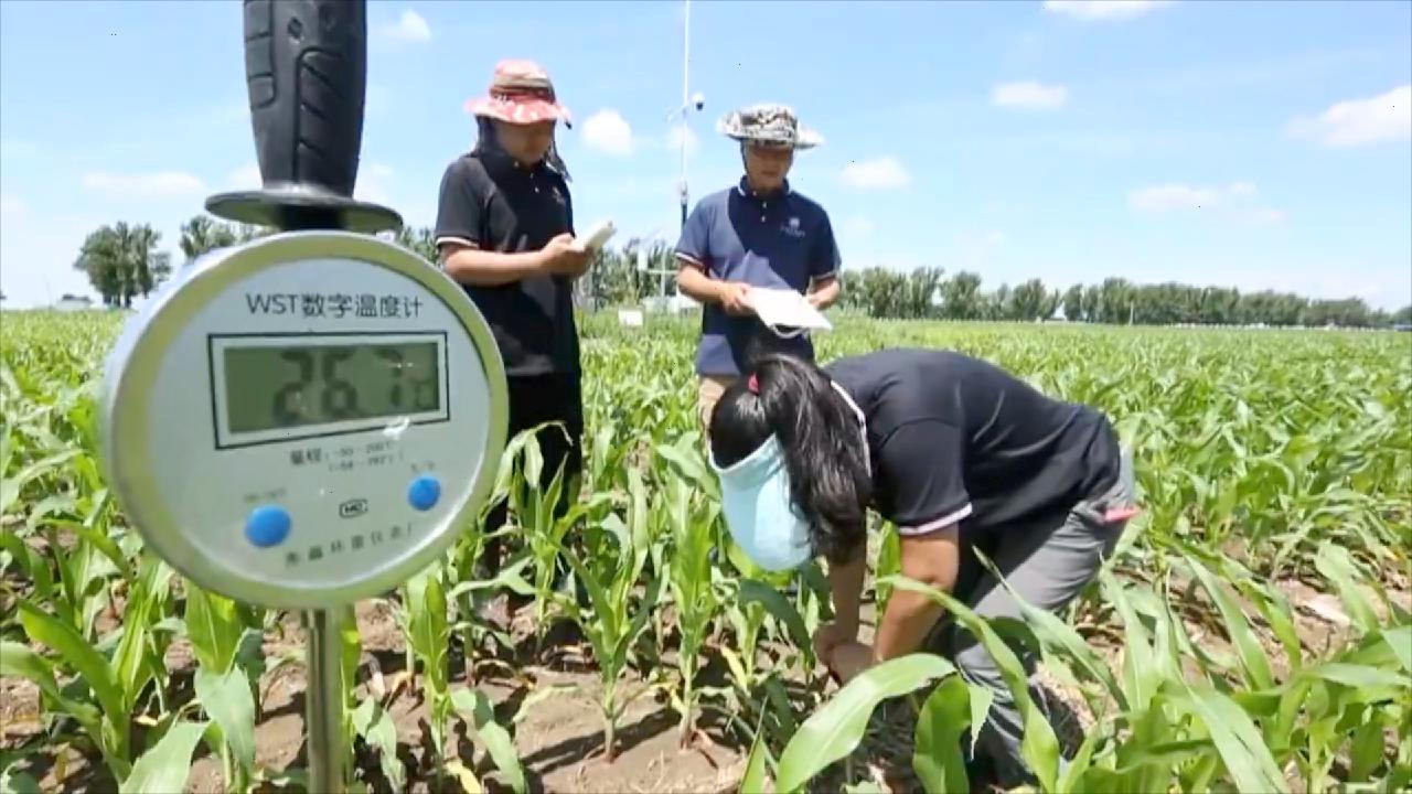 Smart technologies used in NE China's field management - CGTN
