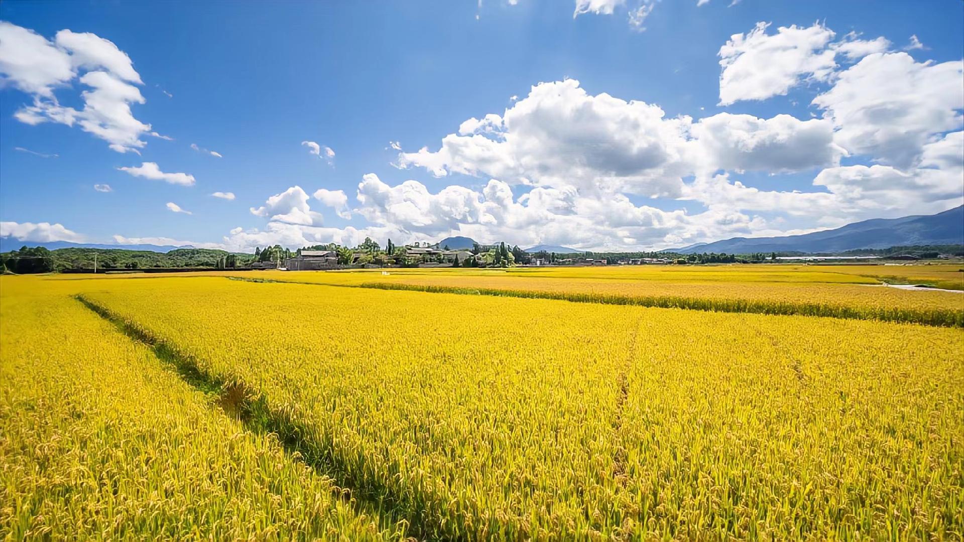 Summer crops growing well with scientific field management - CGTN