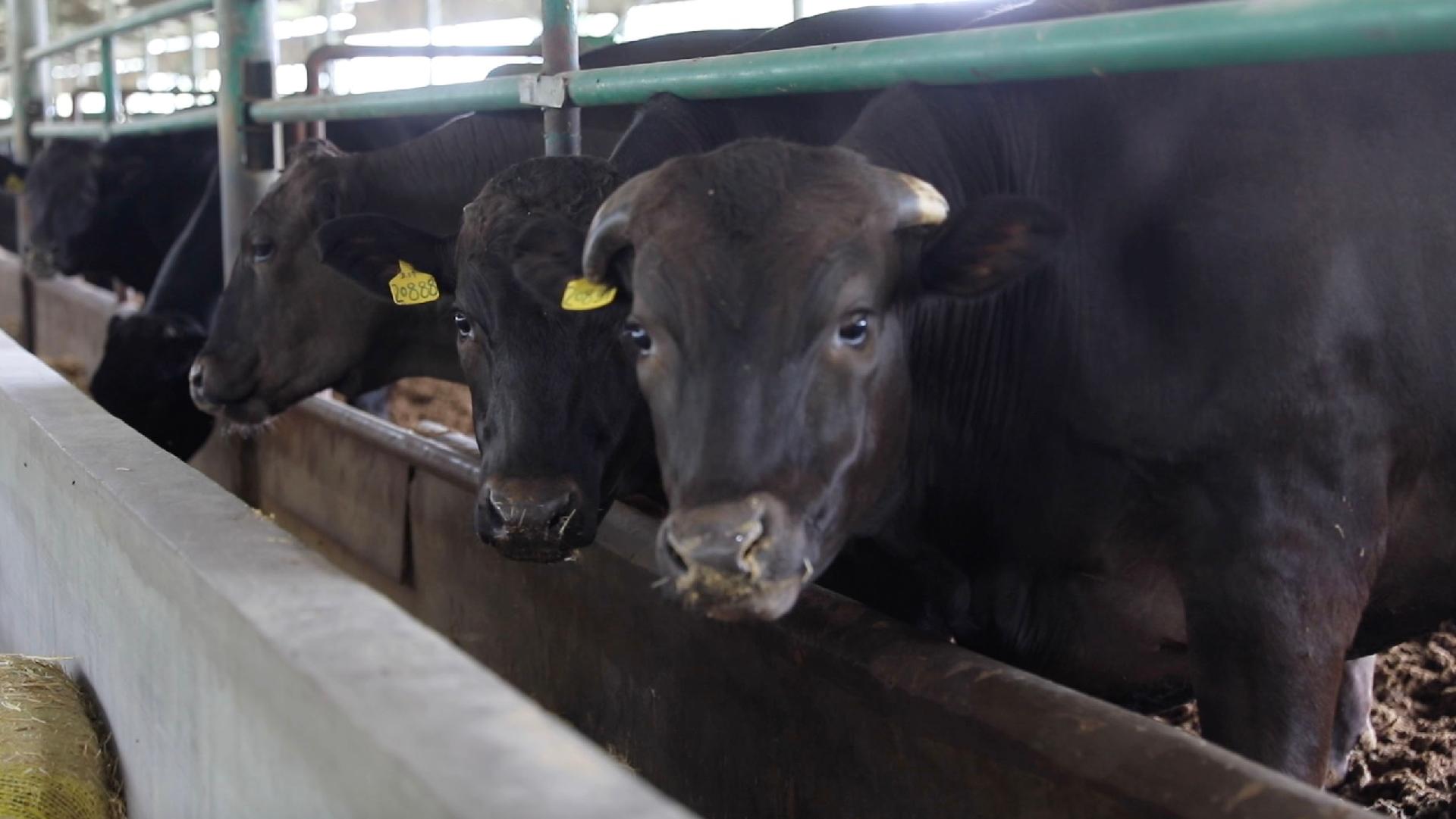 Jilin Province increasing use of straw as animal feed - CGTN