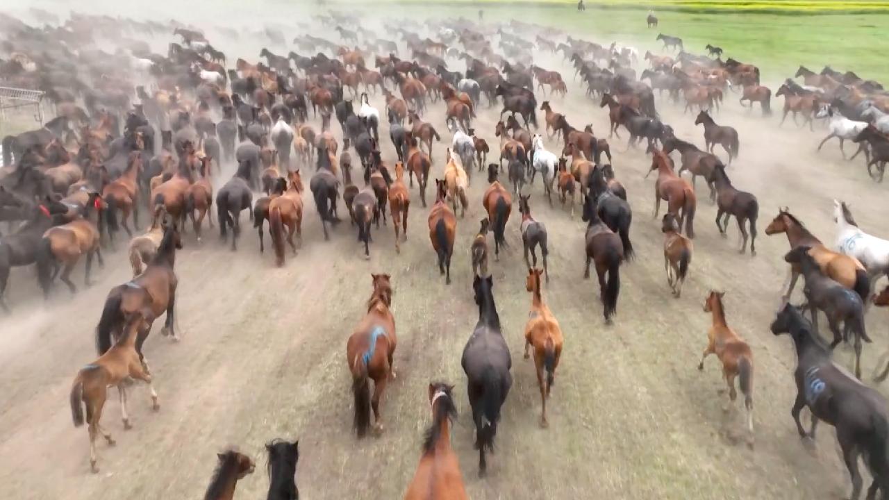 Xinjiang herdsmen put on traditional 'thousand steeds galloping' shows ...