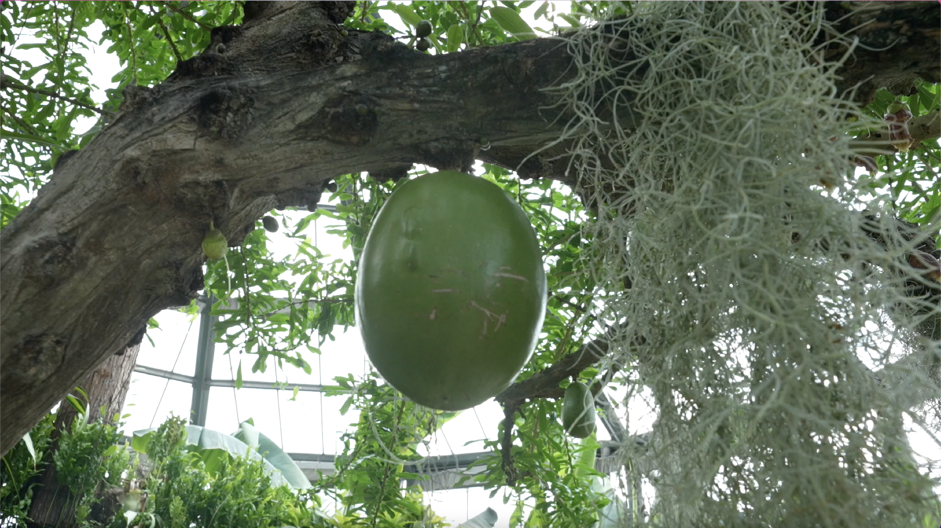 Rare and wonderful plants inside South China Botanical Garden - CGTN