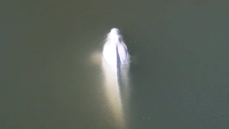 Beluga stranded in Seine River dies during rescue operation - CGTN