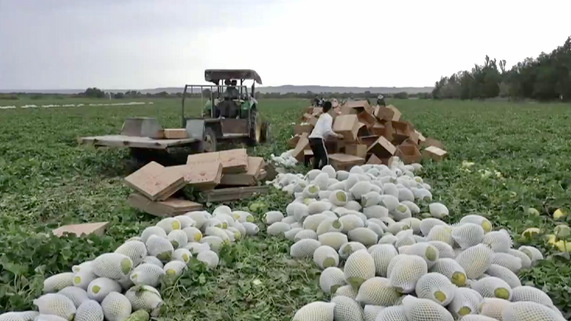 Xinjiang's Hami melon has a bumper yield and is sold across the region ...