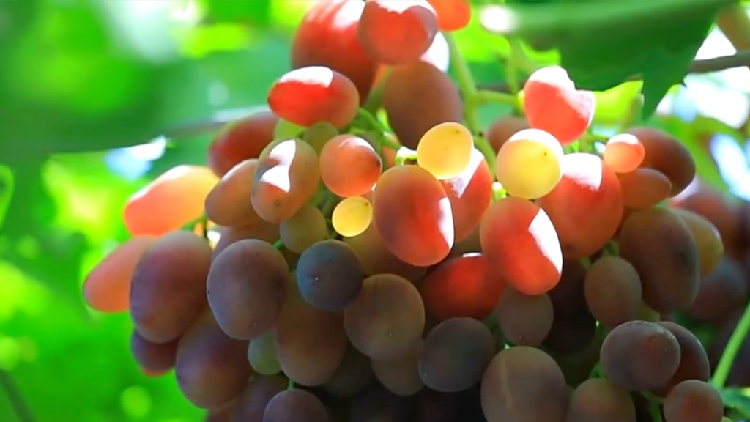 Bumper grape harvest in Xinjiang's Turpan Basin - CGTN