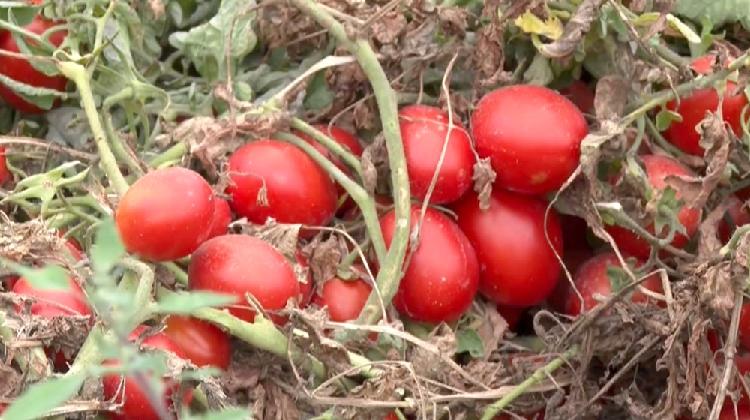 Xinjiang: Human-machine collaboration leads to tomato harvest - CGTN