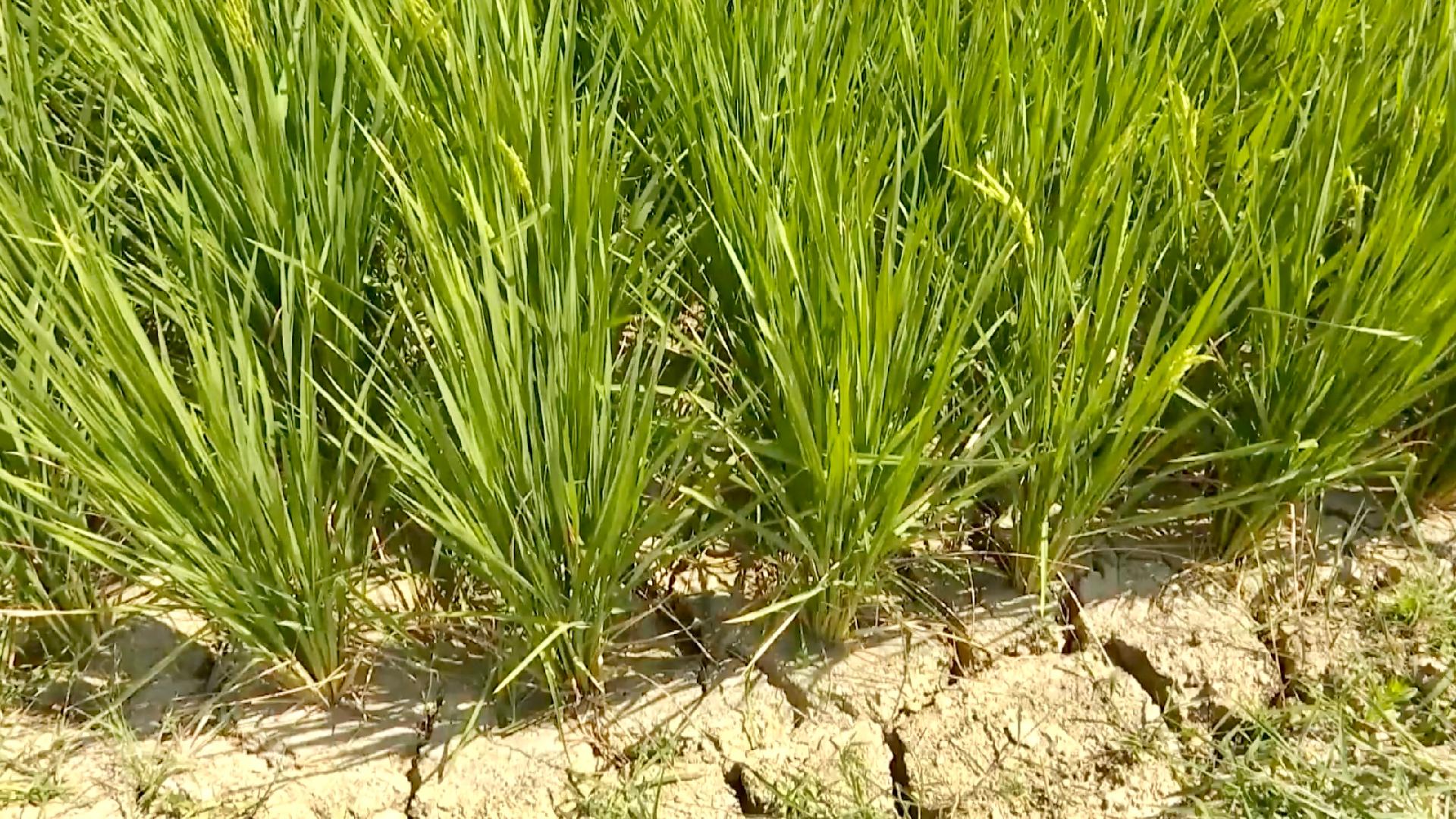 Drought relief efforts increased in parts of China for agriculture - CGTN