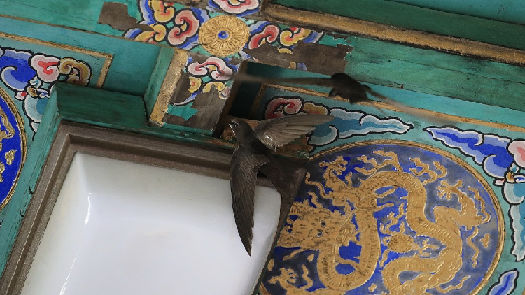 Summer in Beijing Series: Beijing swift - CGTN