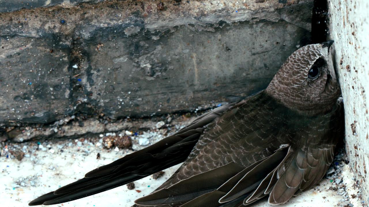 Summer in Beijing Series | Episode 2: The gate's expectation - CGTN