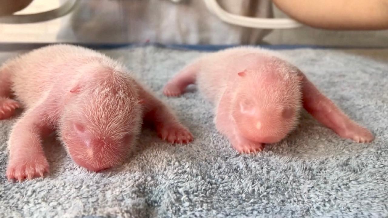 Giant panda gives birth to twin cubs in NW China's Shaanxi - CGTN