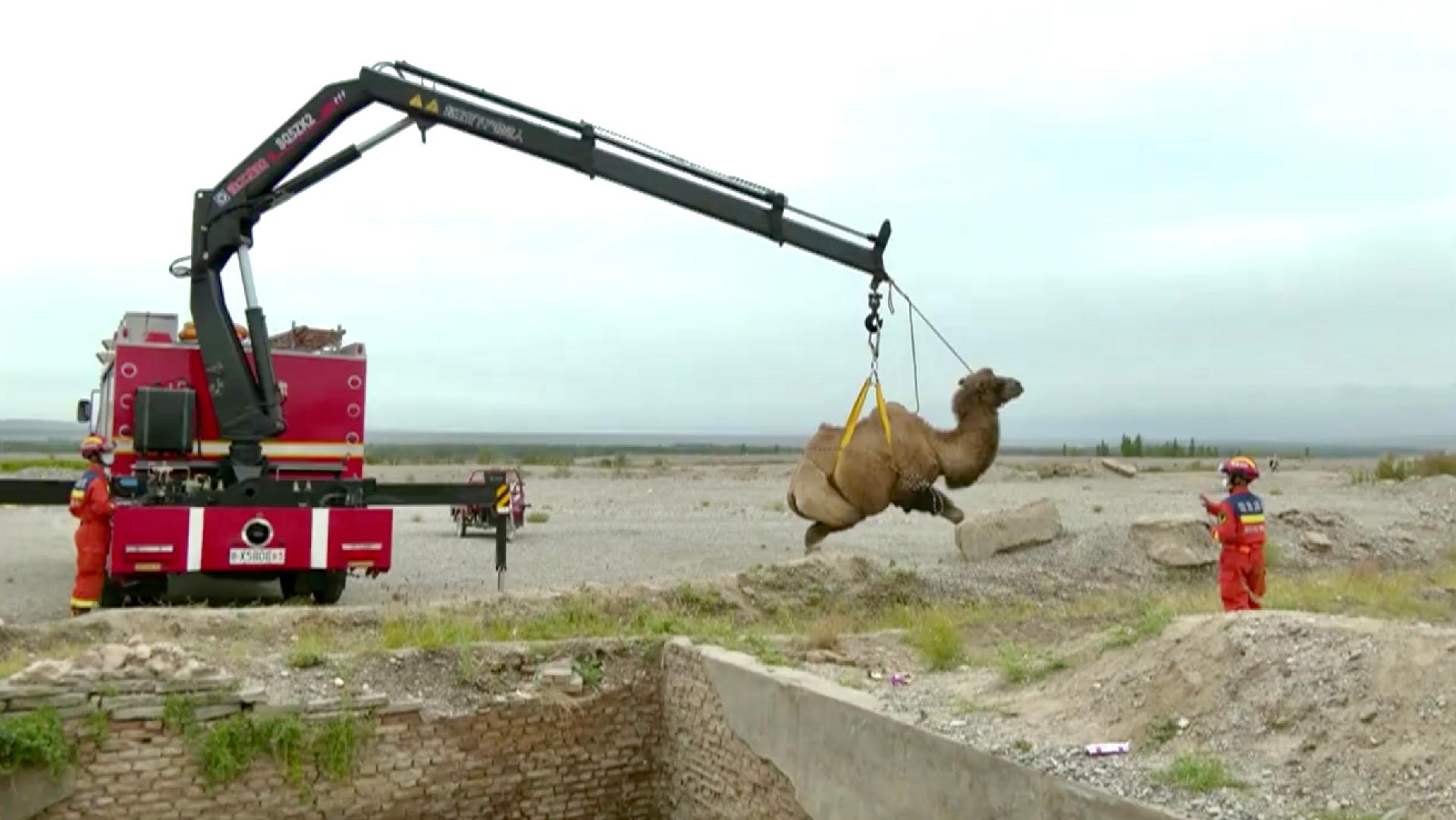 Firefighters rescue camel from deep pit in Xinjiang - CGTN