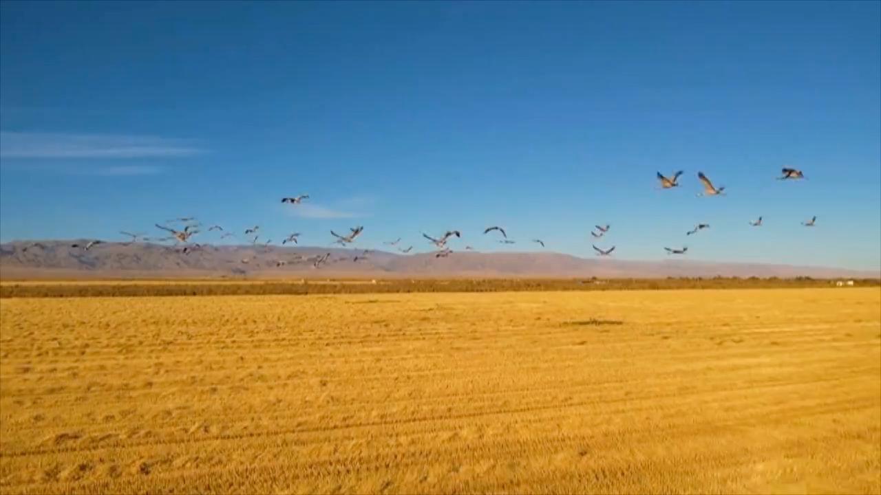 Amazing view of wheat and geese in Xinjiang's Tianshan Mountains - CGTN