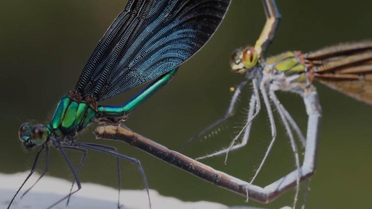 Summer in Beijing Series | Episode 6: Flying elves - CGTN