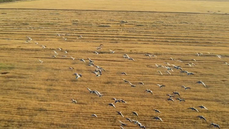 Migratory birds flock to Xinjiang in picturesque autumn spectacle - CGTN