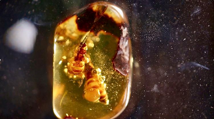 Rare insect amber on display in north China's Shanxi - CGTN