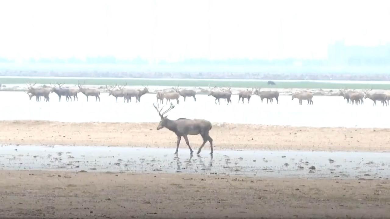 Endangered Père David's deer repopulated in China - CGTN
