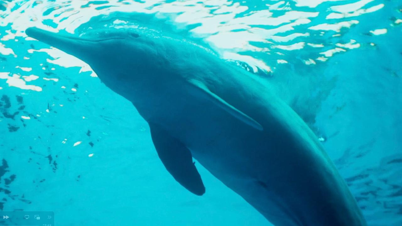 Chinese white dolphins: "giant panda of the sea" - CGTN