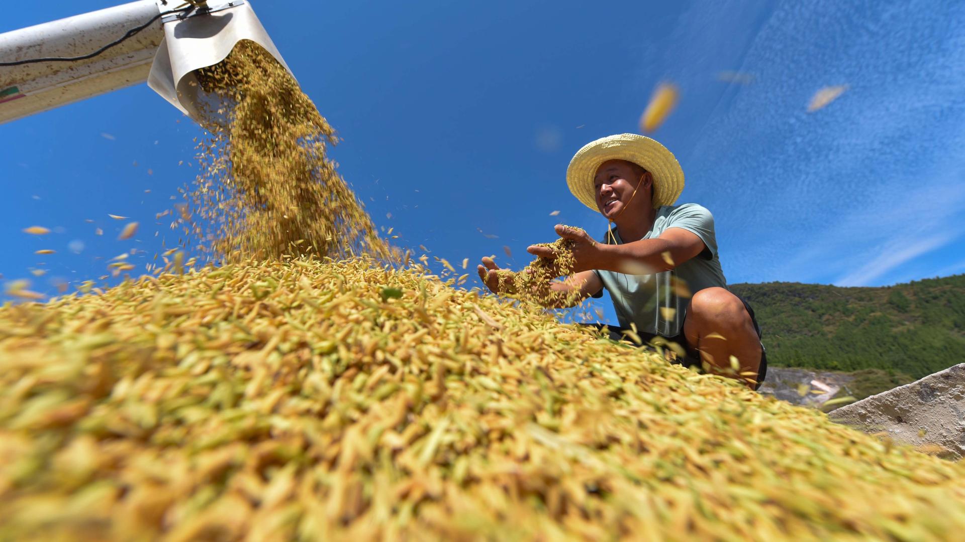 Crops in different regions of China ready for reaping - CGTN