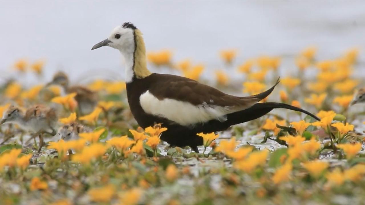 A male pheasant-tailed jacana looks after his offspring in Yunnan - CGTN