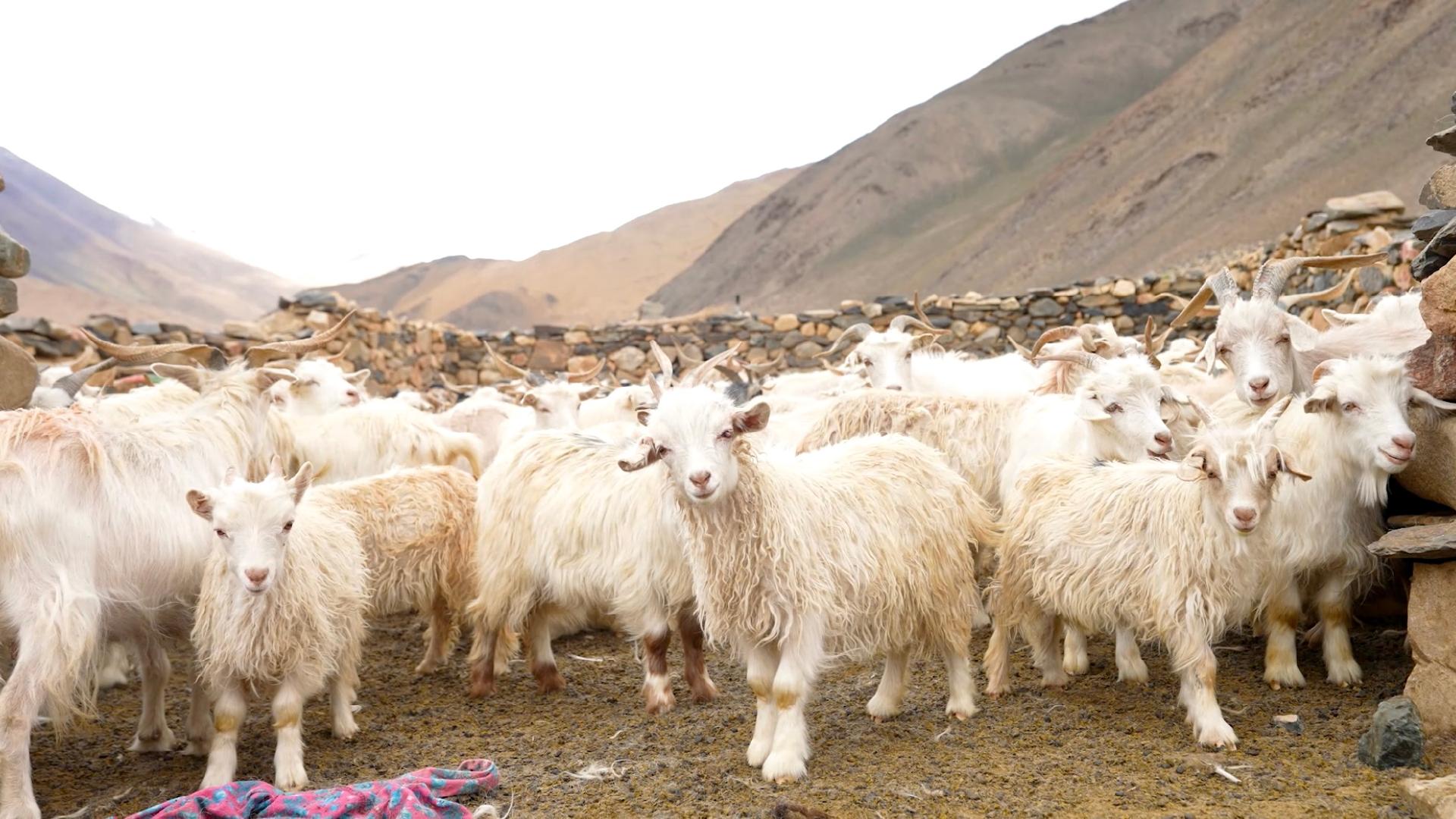 White cashmere goat enjoys good reputation of 'soft gold' in Tibet - CGTN