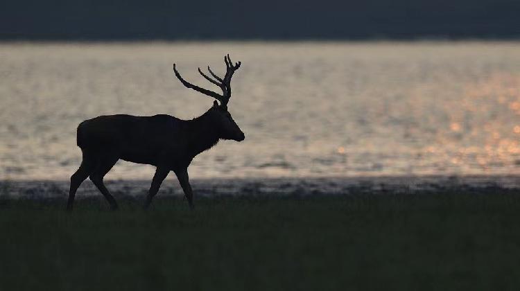 China's nature reserve makes great strides in protecting milu deer - CGTN