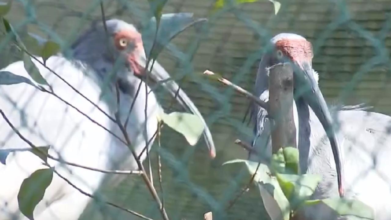 40 crested ibises to be released into wild in E China - CGTN