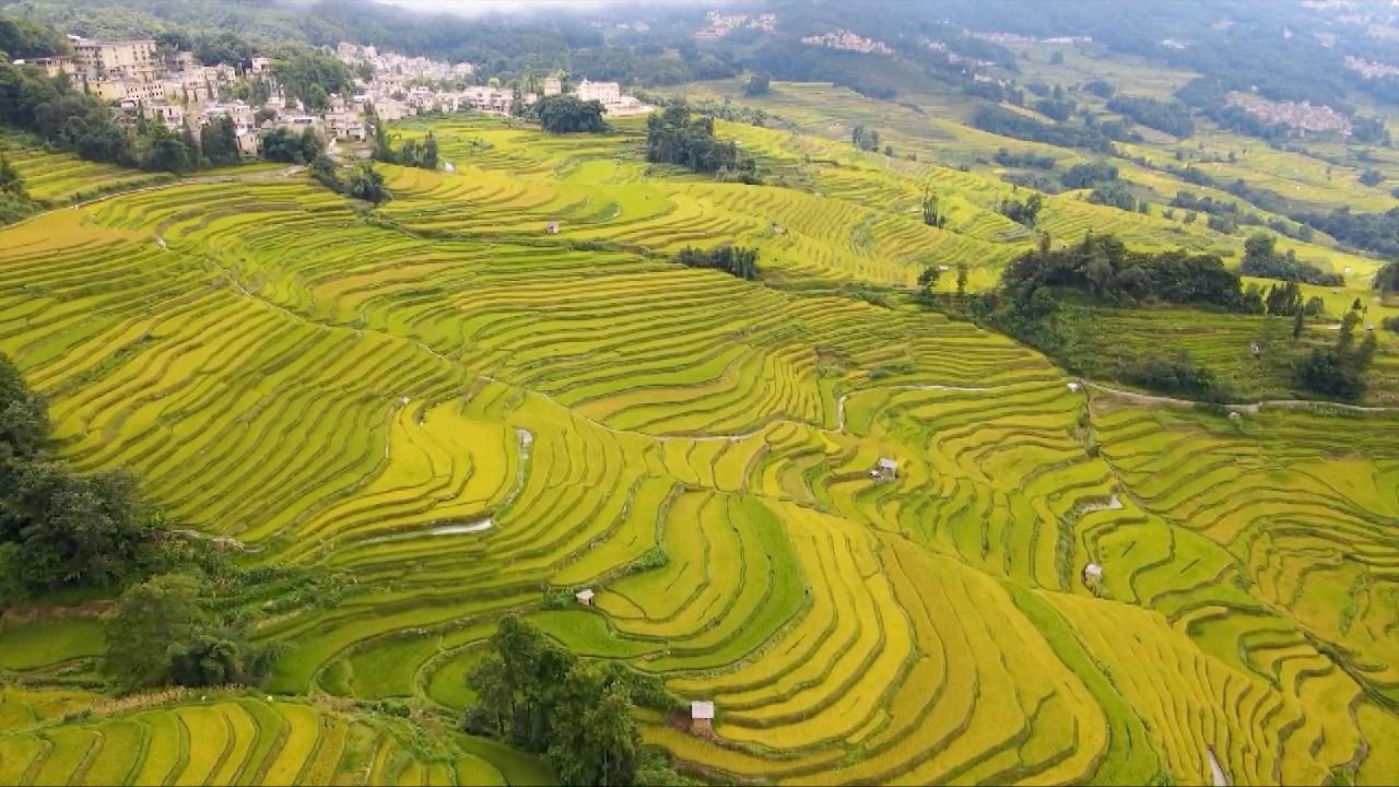 Optimal farming conditions yield bumper harvests across China - CGTN