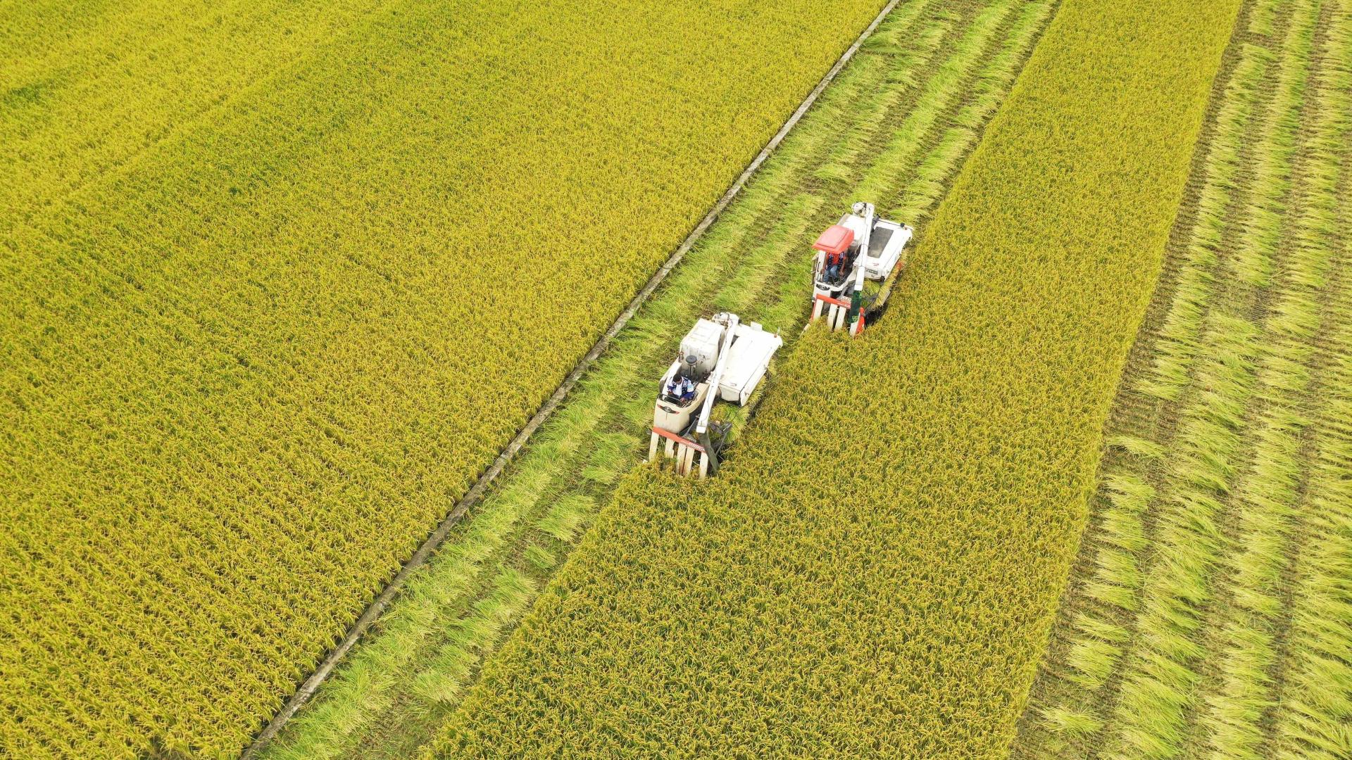 Expert: China has been helping many hunger-striken areas in the world ...